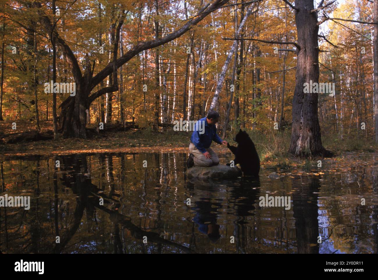 Raising black bears in New Hampshire Stock Photo - Alamy