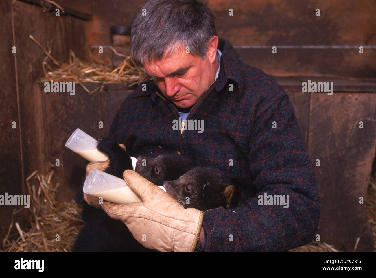 Raising black bears in New Hampshire Stock Photo - Alamy