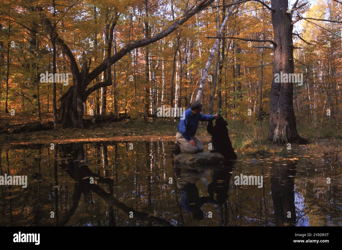Raising black bears in New Hampshire Stock Photo - Alamy