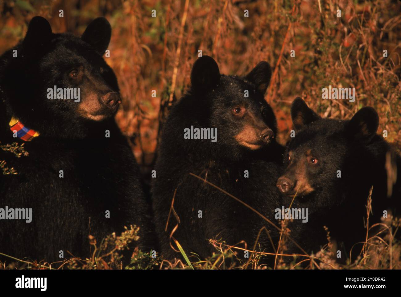 Raising black bears in New Hampshire Stock Photo - Alamy