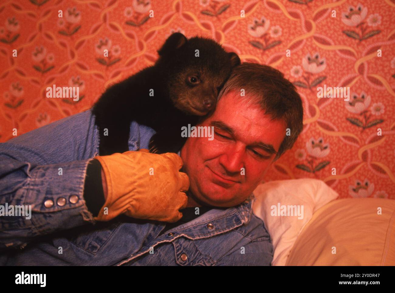 Raising black bears in New Hampshire Stock Photo - Alamy