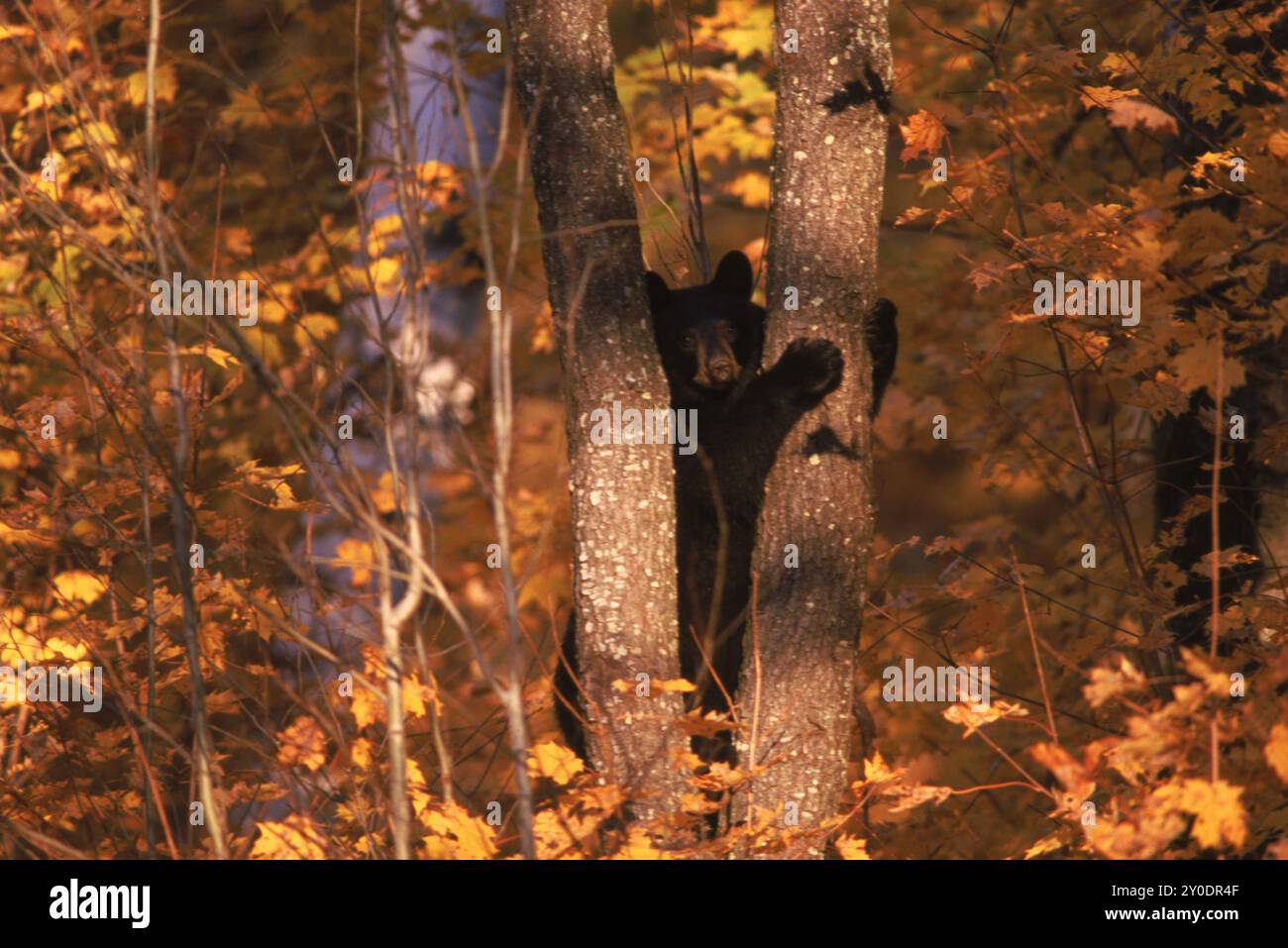 Raising black bears in New Hampshire Stock Photo - Alamy