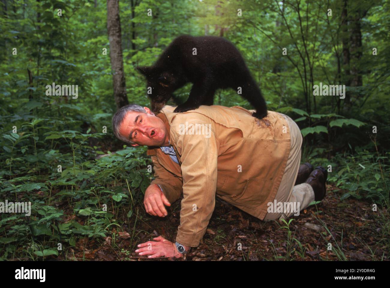 Raising black bears in New Hampshire Stock Photo - Alamy