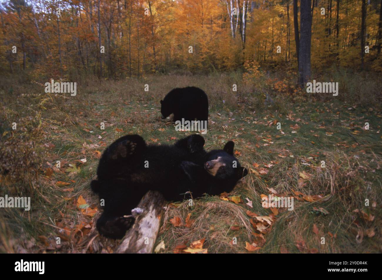 Raising black bears in New Hampshire Stock Photo - Alamy