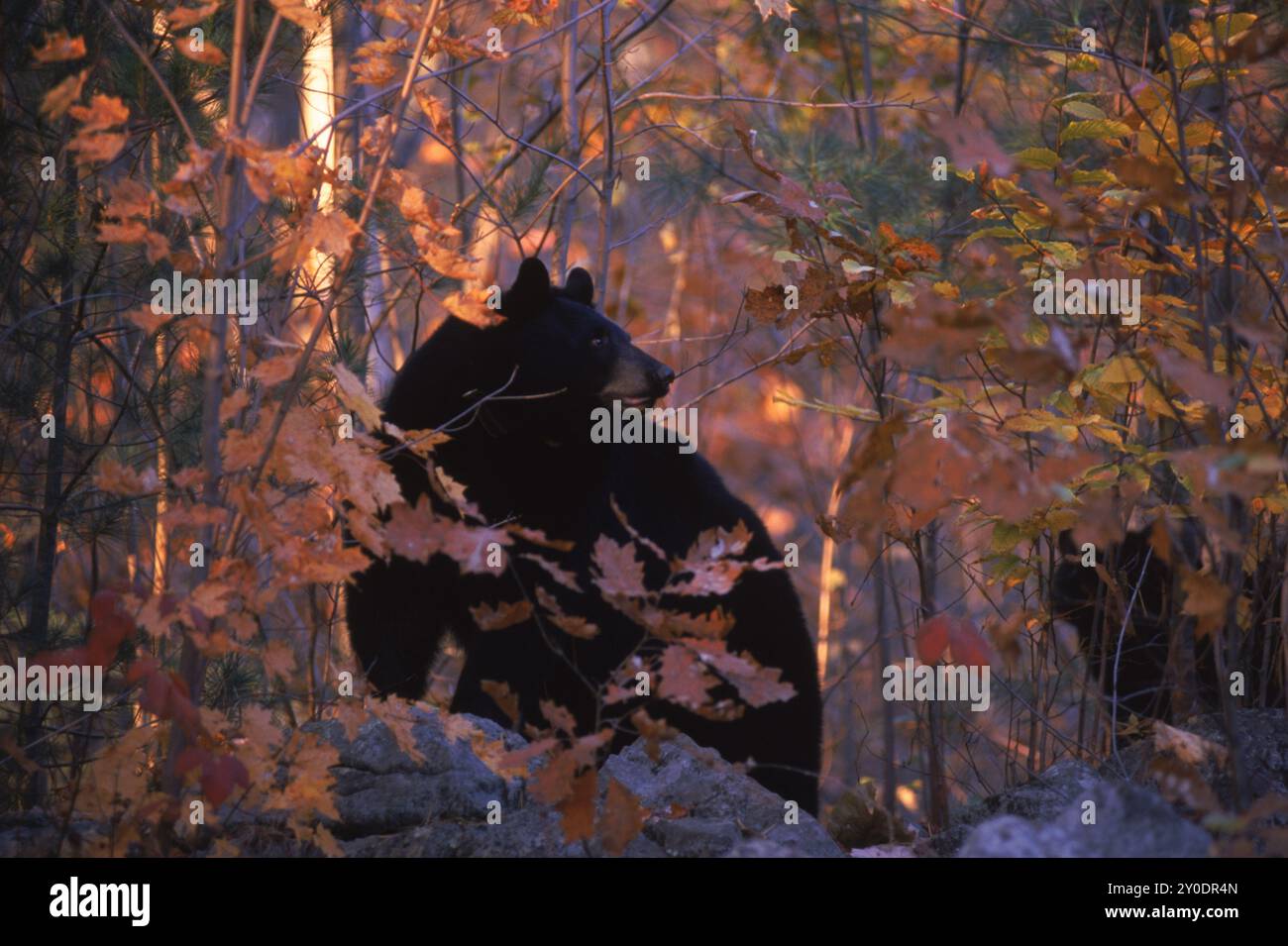 Raising black bears in New Hampshire Stock Photo - Alamy