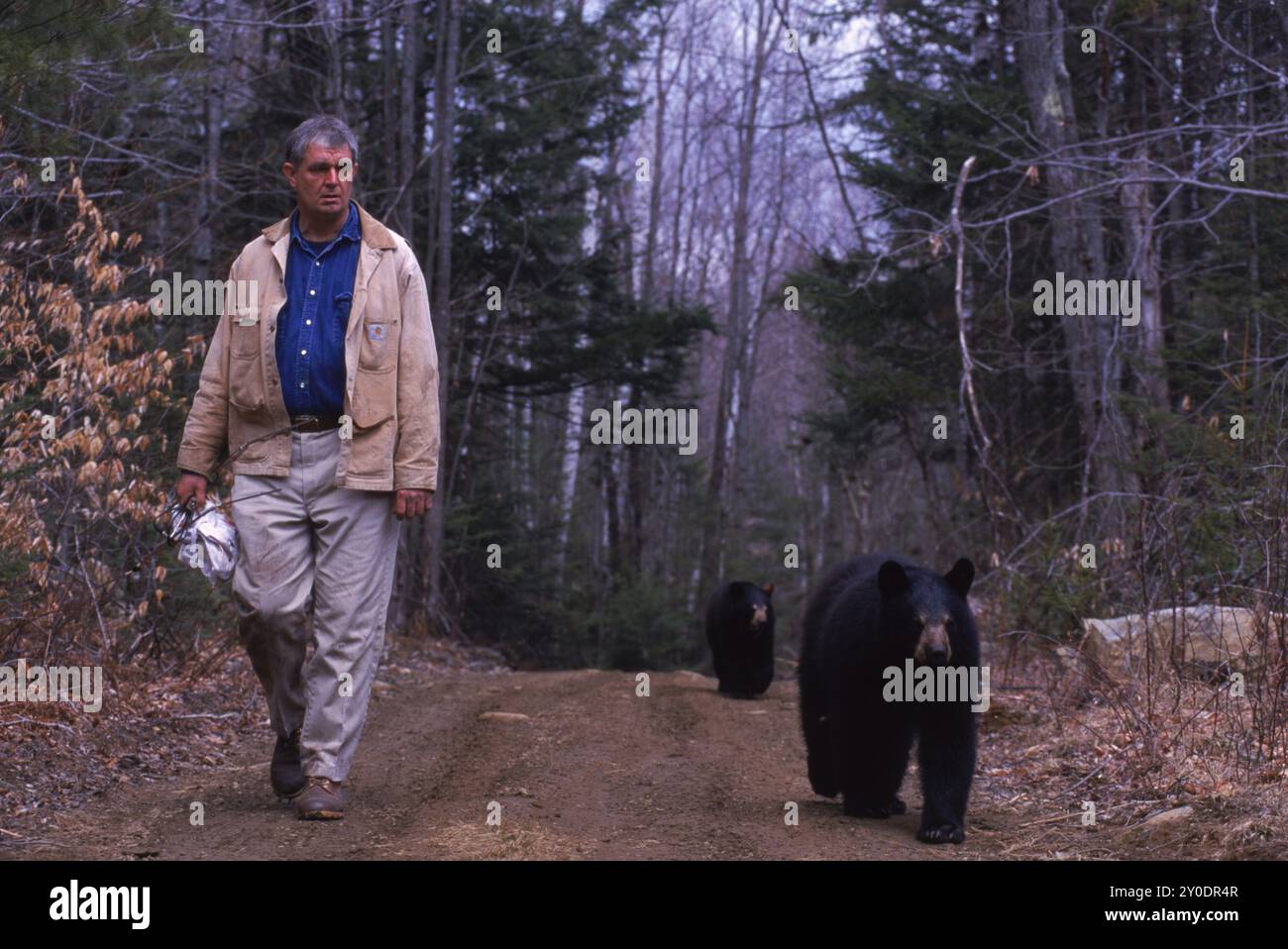 Raising black bears in New Hampshire Stock Photo - Alamy