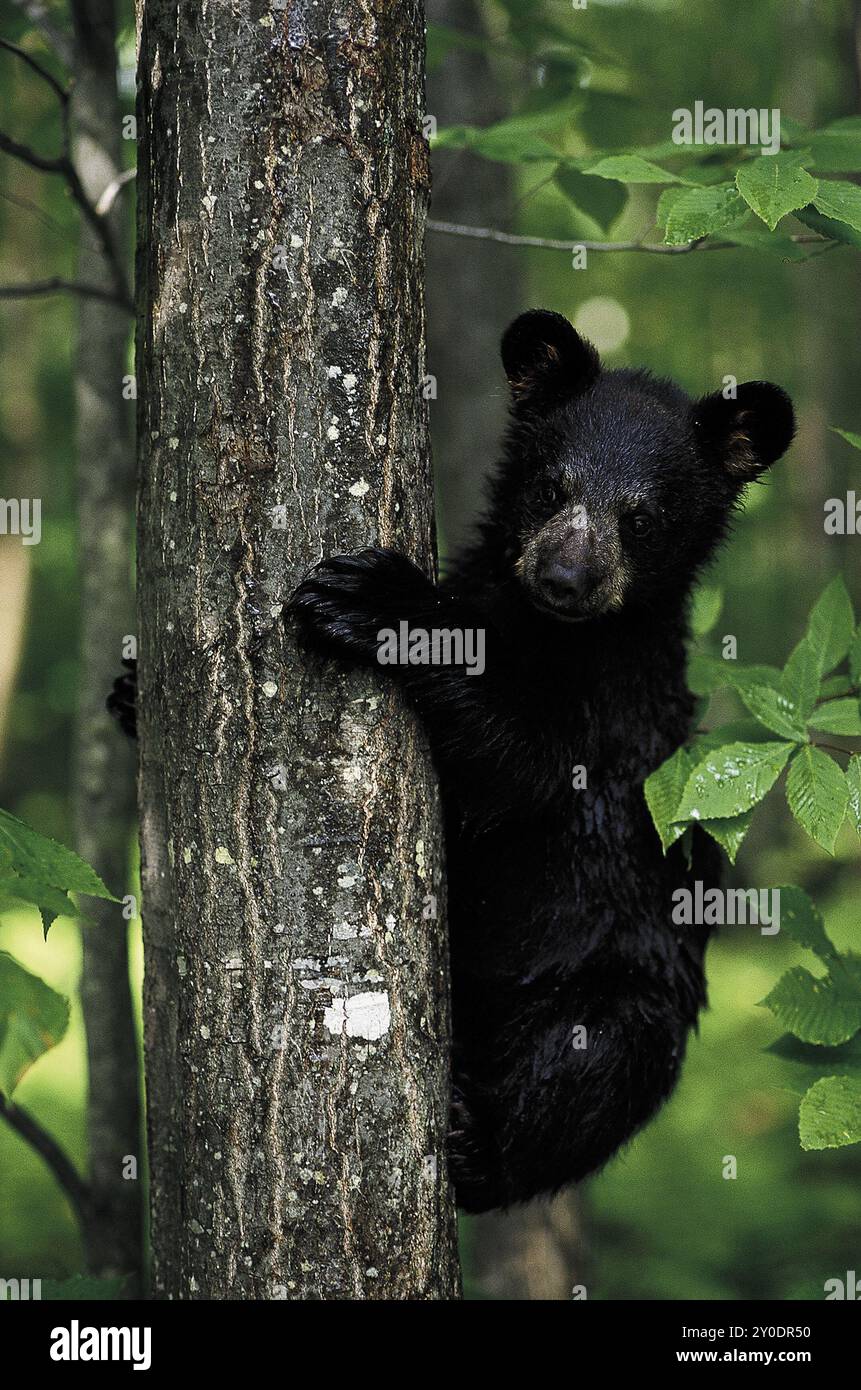 Raising black bears in New Hampshire Stock Photo - Alamy