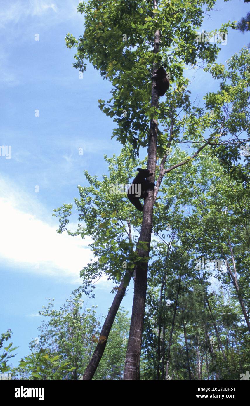 Raising black bears in New Hampshire Stock Photo - Alamy