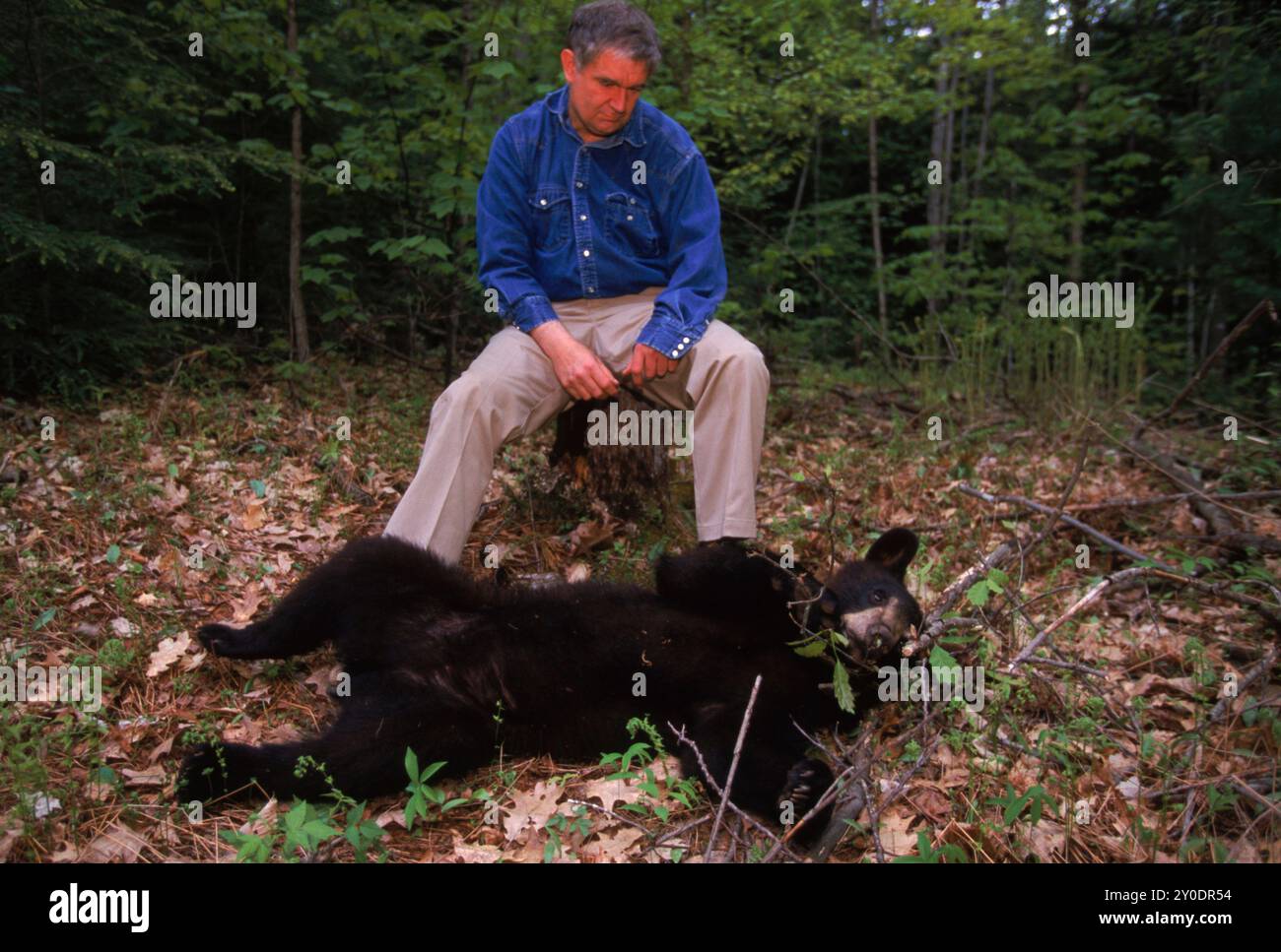 Raising black bears in New Hampshire Stock Photo - Alamy