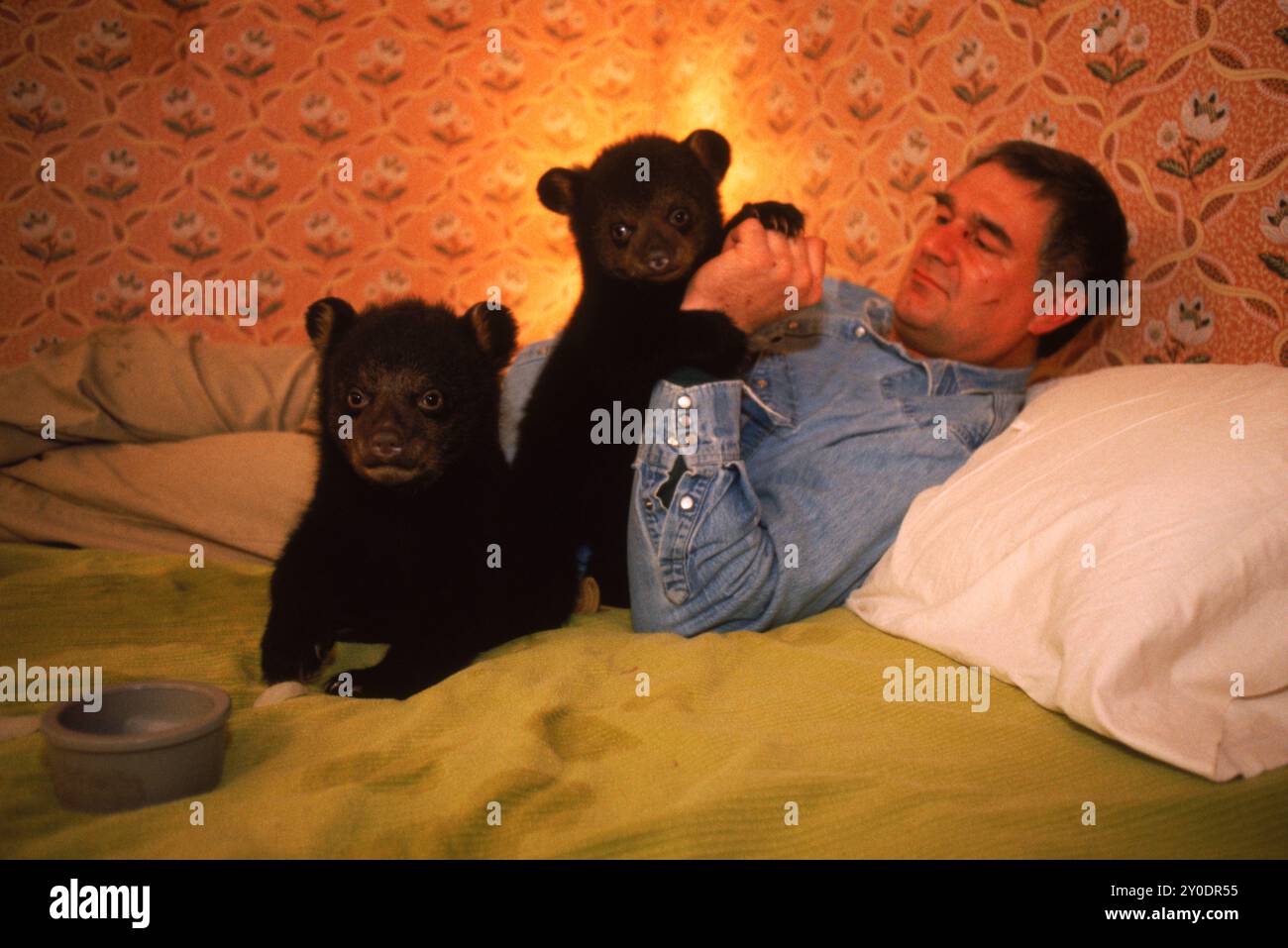 Raising black bears in New Hampshire Stock Photo - Alamy