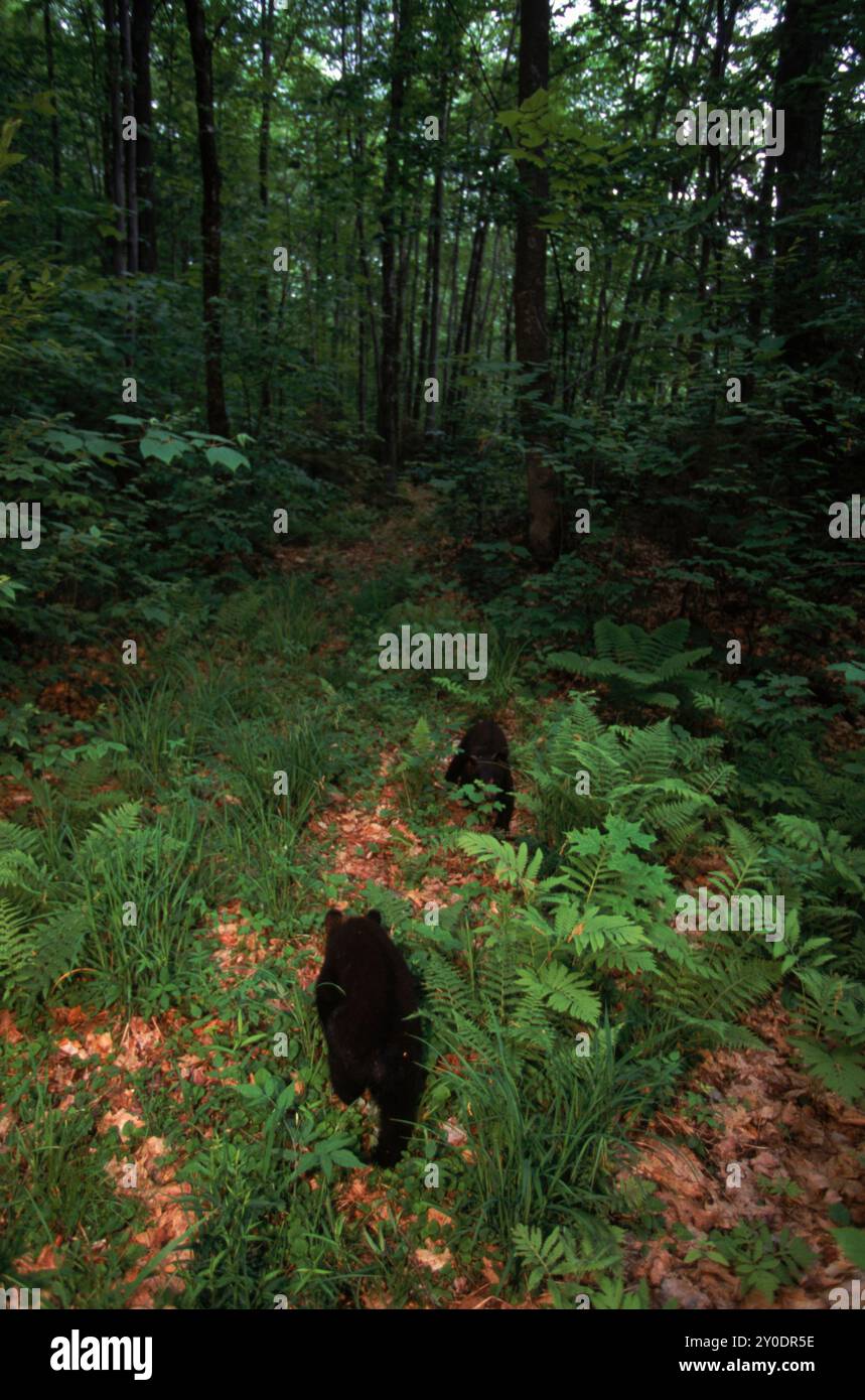 Raising black bears in New Hampshire Stock Photo - Alamy