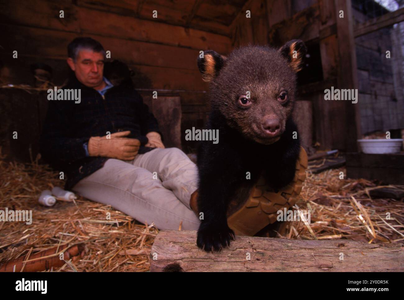 Raising black bears in New Hampshire Stock Photo - Alamy