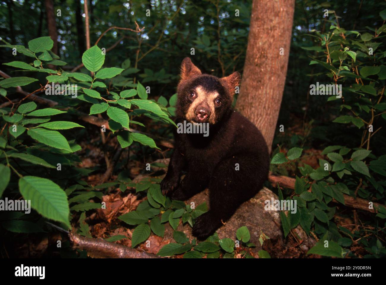 Raising black bears in New Hampshire Stock Photo - Alamy