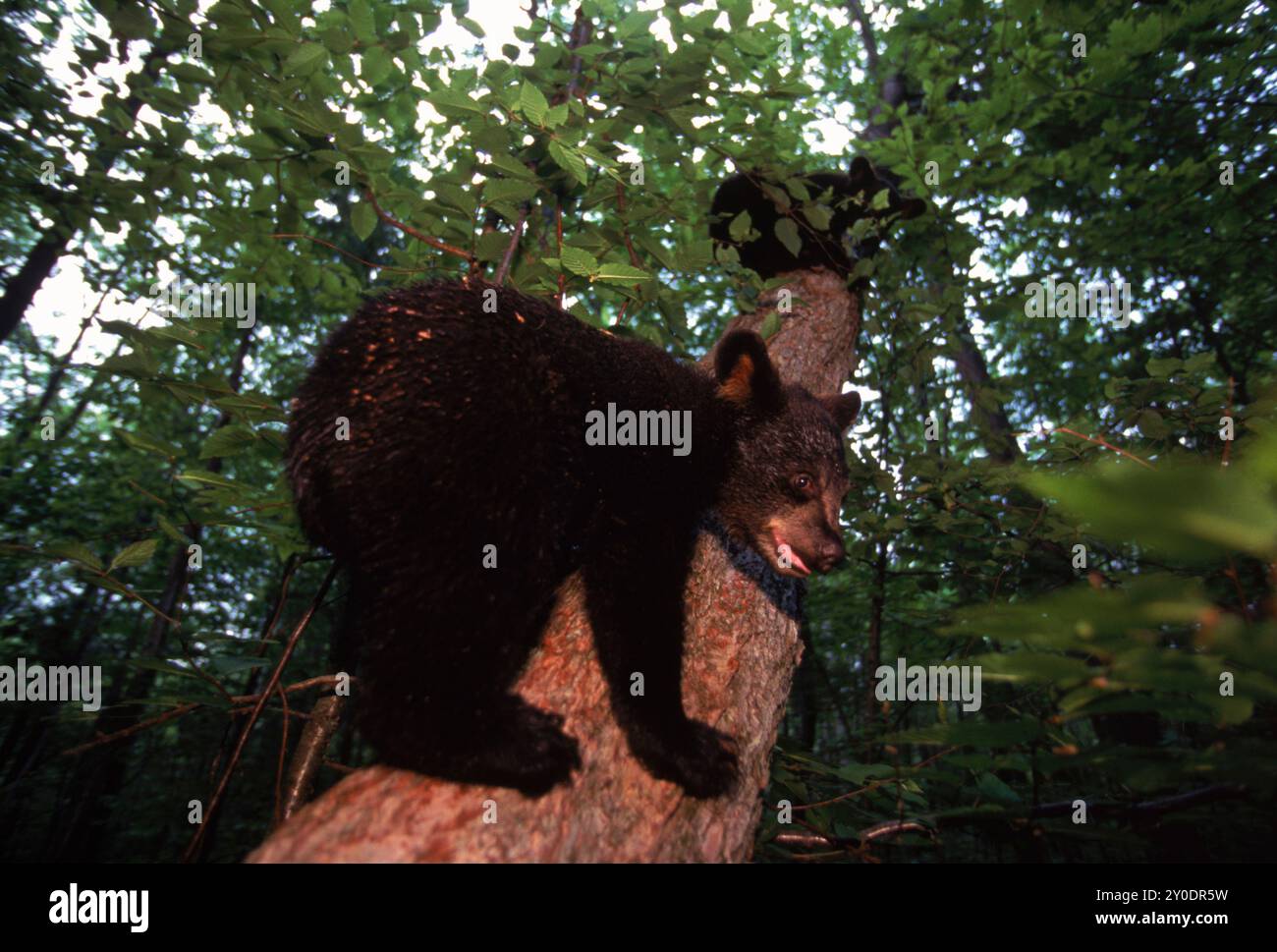 Raising black bears in New Hampshire Stock Photo - Alamy