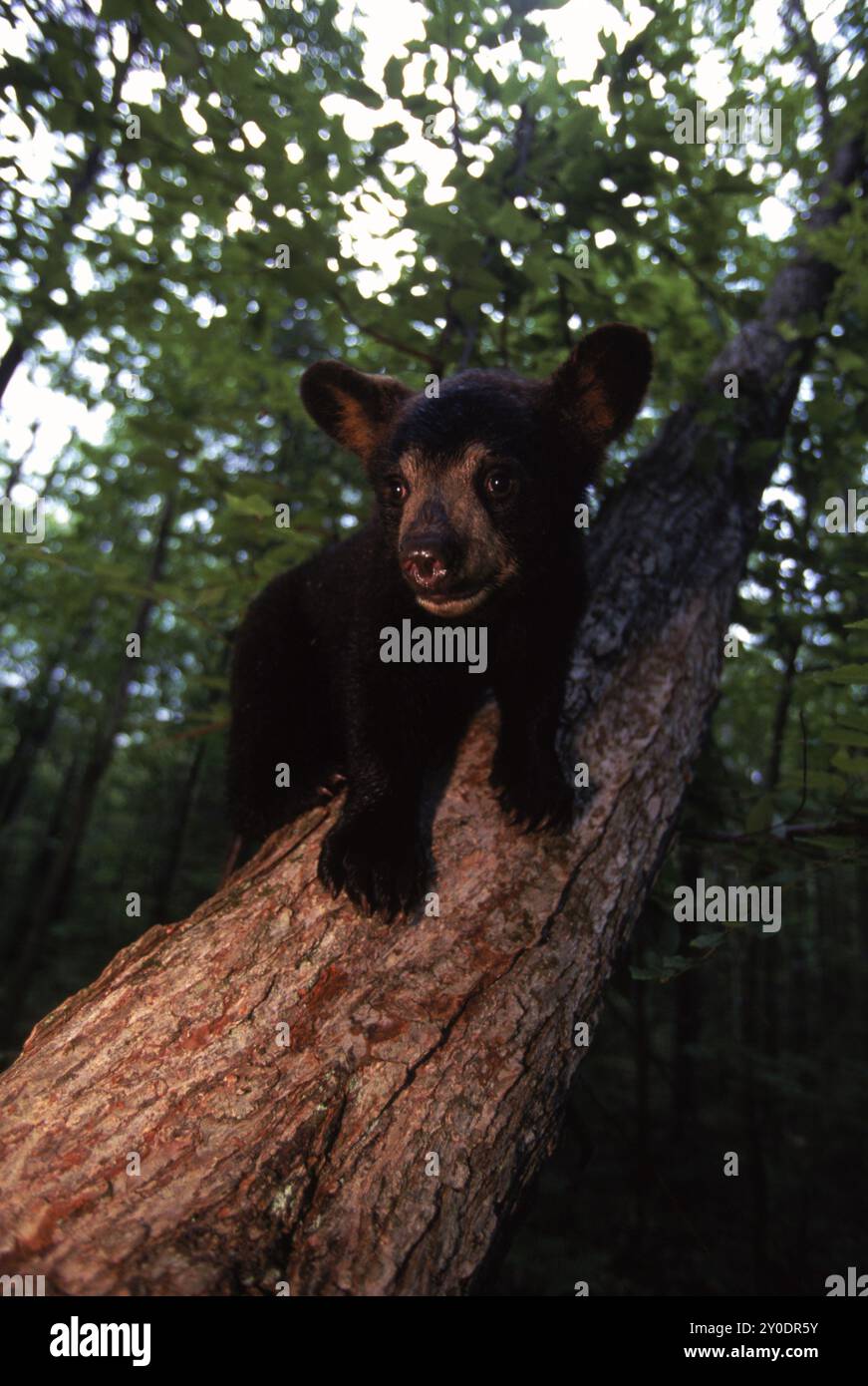 Raising black bears in New Hampshire Stock Photo - Alamy