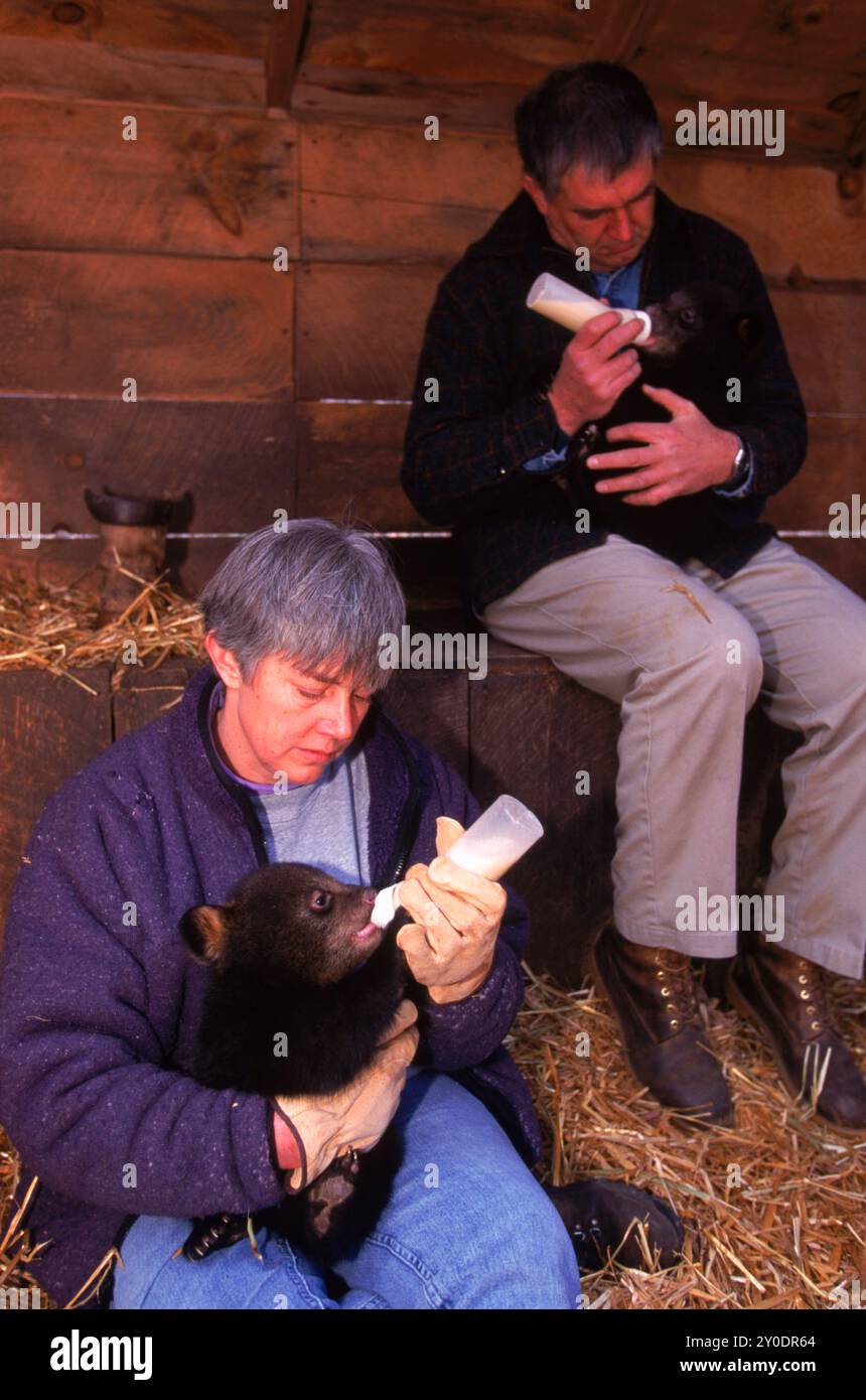 Raising black bears in New Hampshire Stock Photo - Alamy