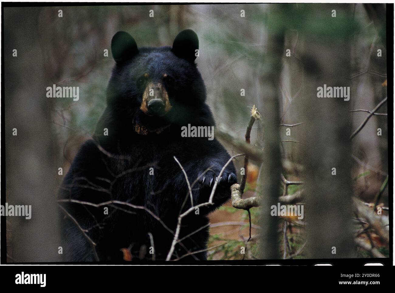 Raising black bears in New Hampshire Stock Photo - Alamy