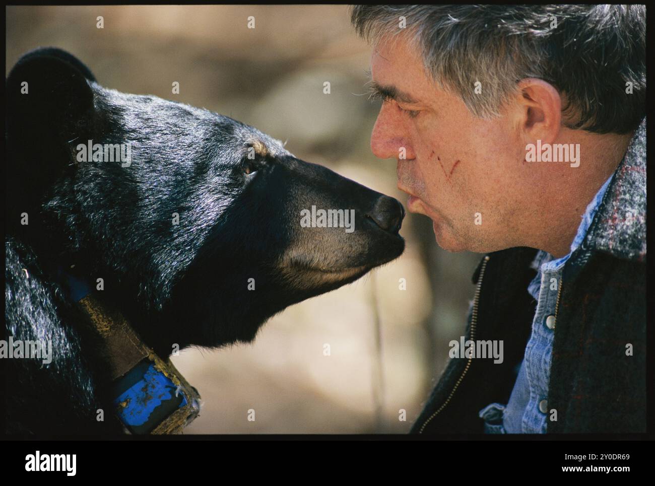 Raising black bears in New Hampshire Stock Photo - Alamy