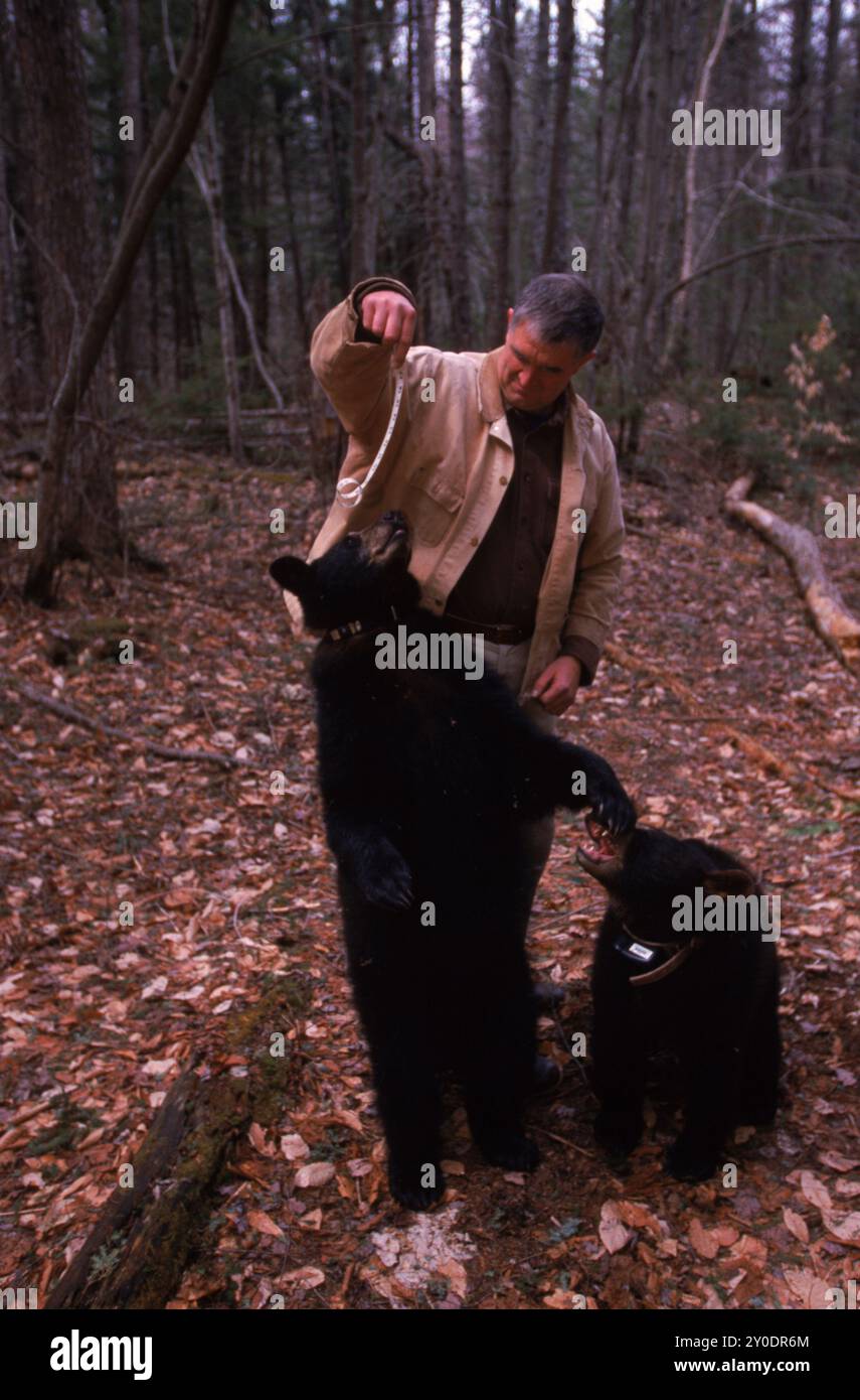 Raising black bears in New Hampshire Stock Photo - Alamy