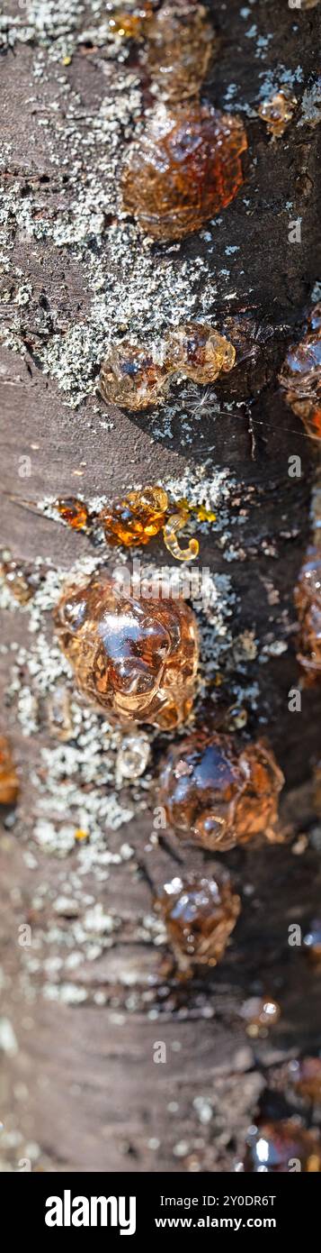 Gummosis hi-res stock photography and images - Alamy