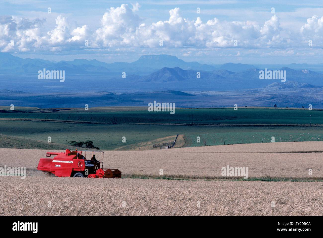 Timau hi-res stock photography and images - Alamy