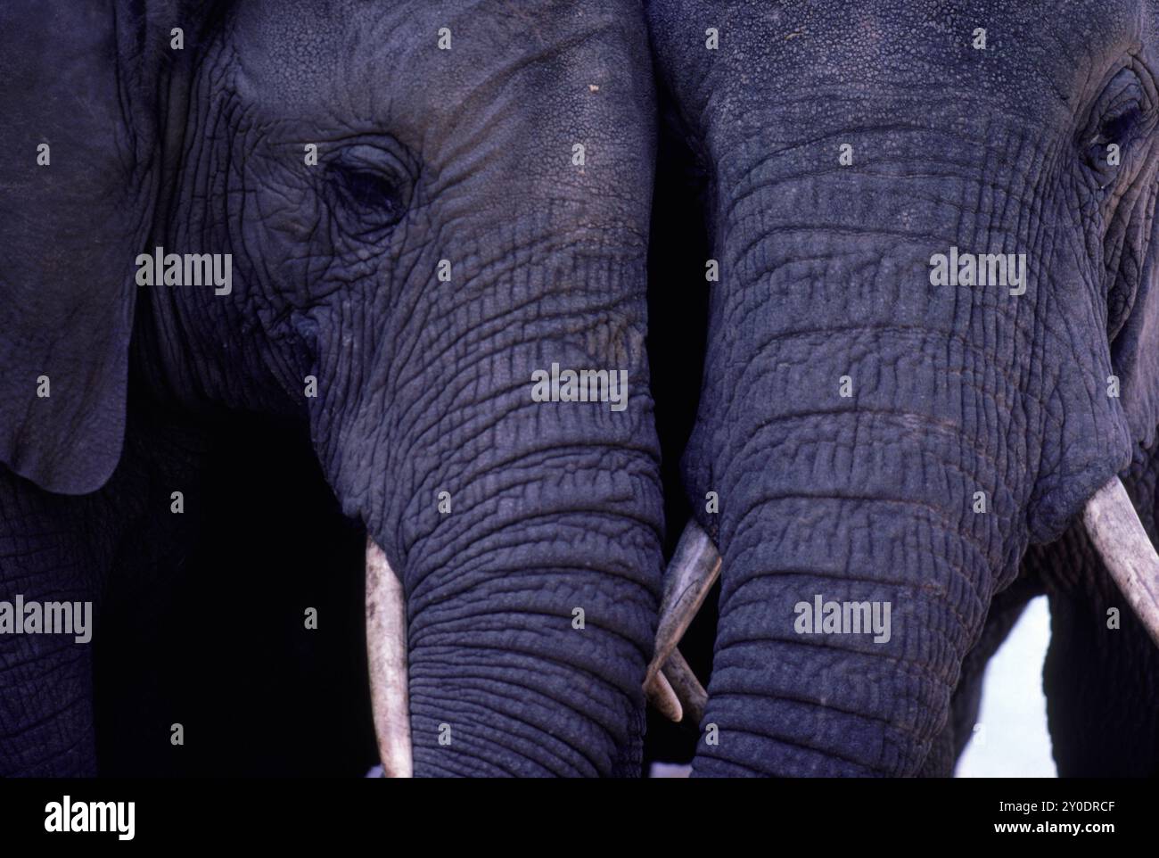 Elephants in the Kagera National Park in Rwanda Stock Photo - Alamy