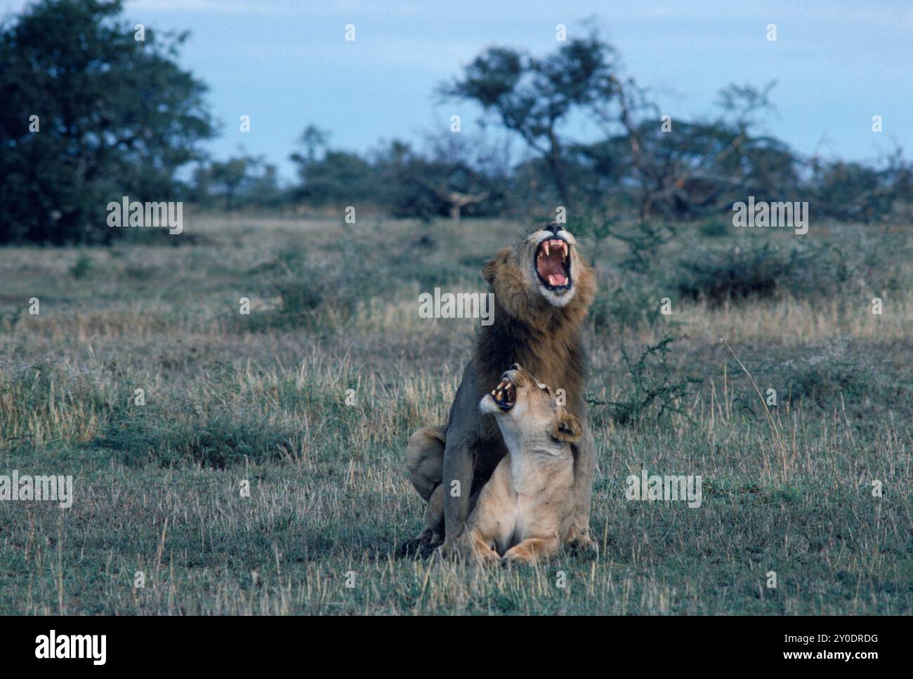 Reproduction of lions hi-res stock photography and images - Alamy