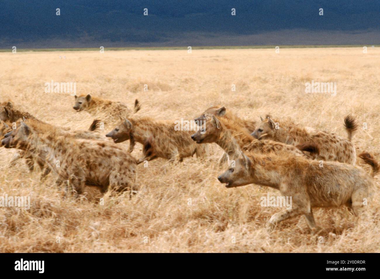 Hyena hyenas hi-res stock photography and images - Alamy