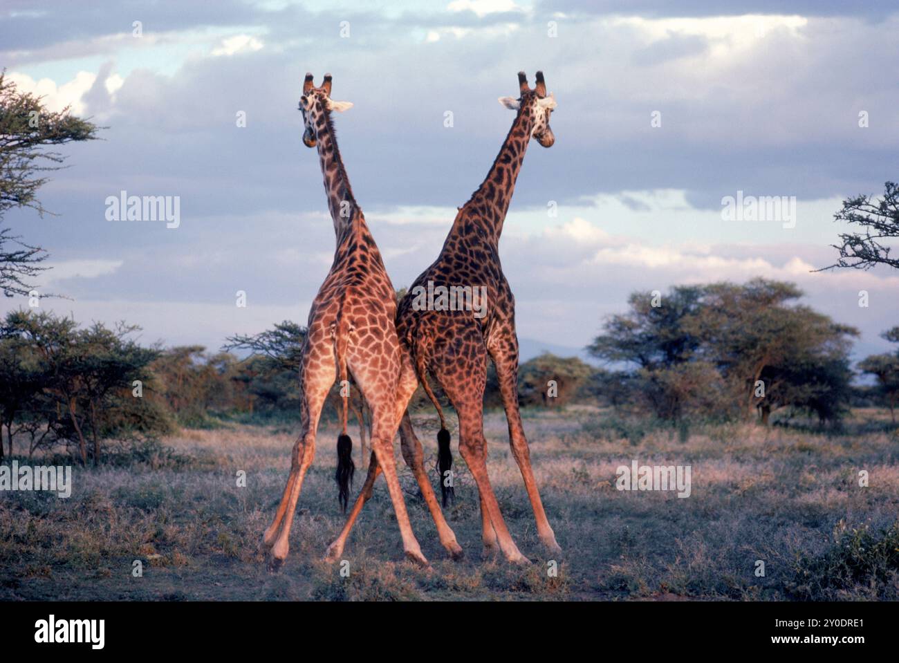 Symmetrical giraffe hi-res stock photography and images - Alamy
