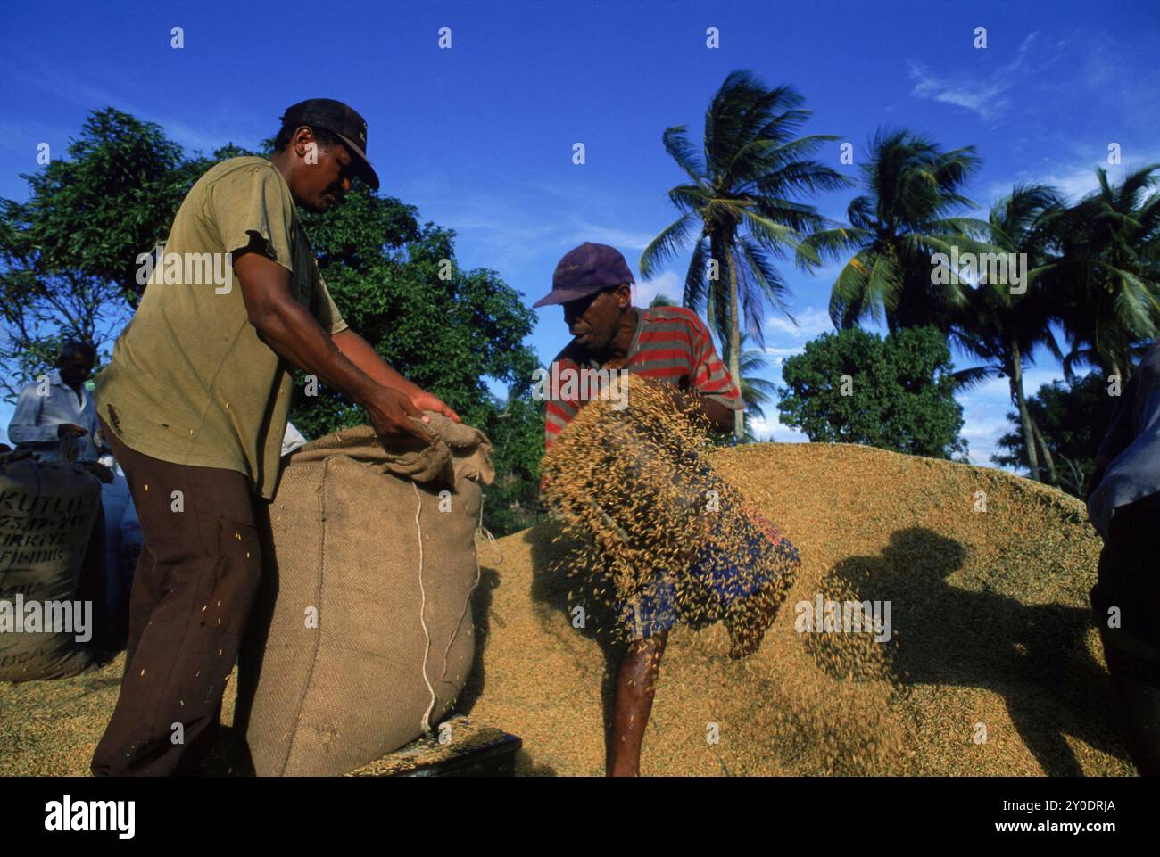 Hindustani Rice Farmers, Suriname Stock Photo - Alamy
