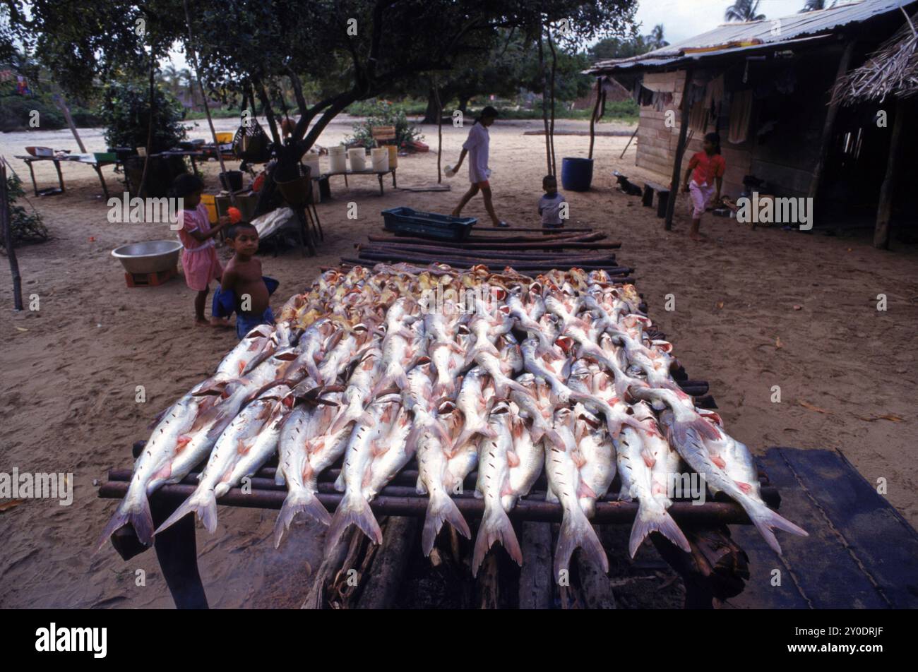 Drying fish, Suriname Stock Photo - Alamy