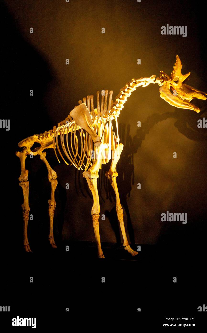 Shansitherium Tateli.Dinòpolis. Teruel Paleontological Museum, Teruel ...