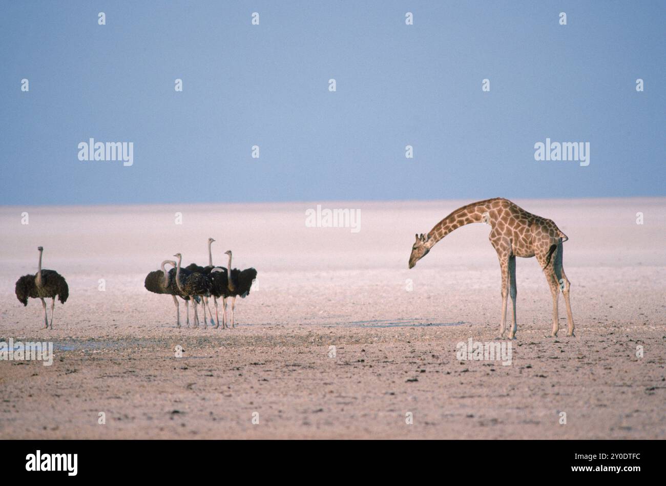 Giraffe and ostriches at a small waterhole, Namibia Stock Photo - Alamy