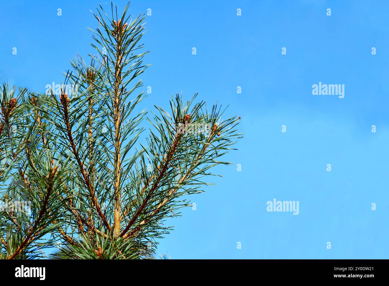 a widespread coniferous tree which has a distinctive conical shape and ...