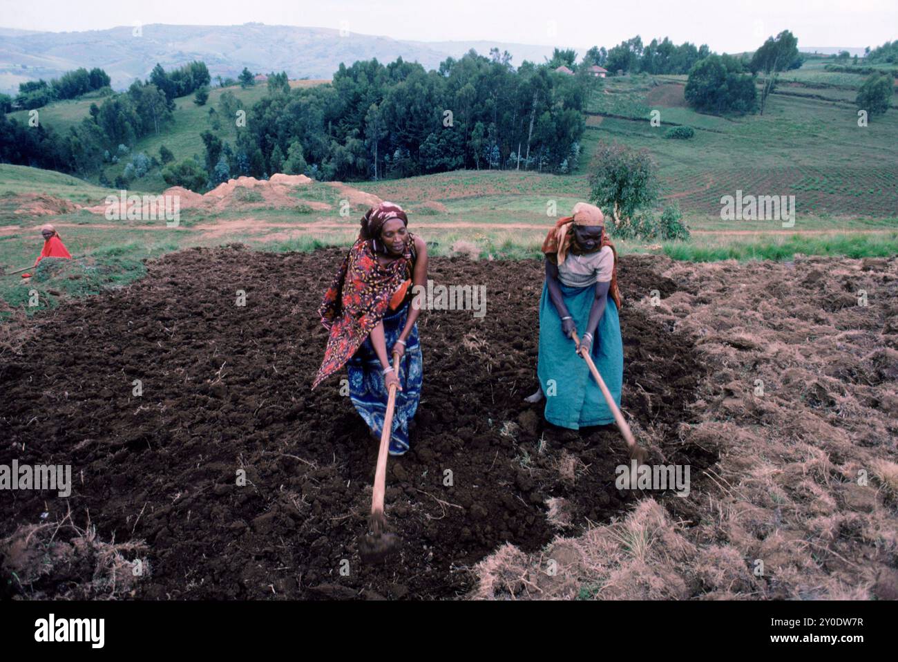 Women prepare a field for planting on a farm in rural Burundi Stock ...