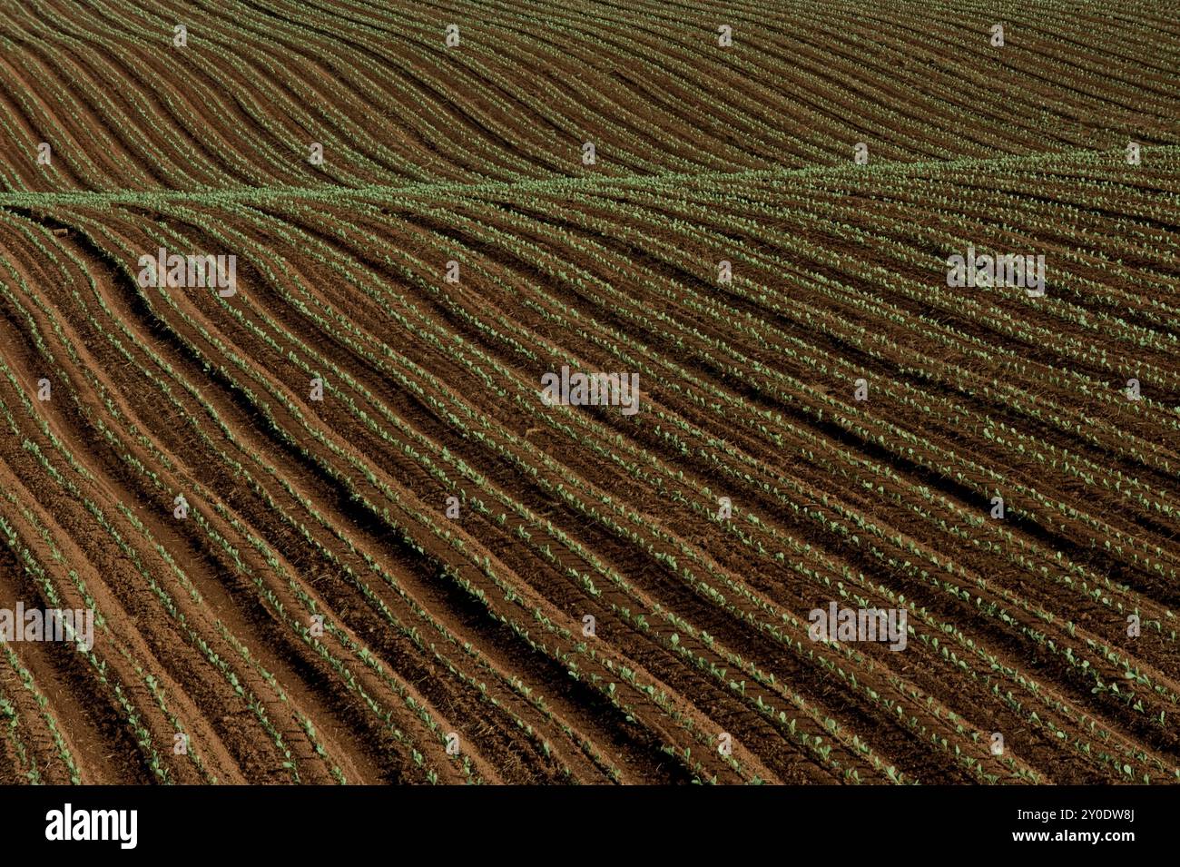 Furrows of a newly planted field in Nova Scotia, Canada Stock Photo - Alamy