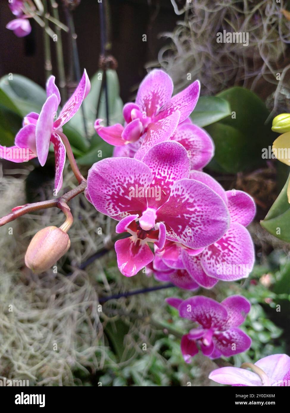 Pink Vanda is a genus in the orchids family, Orchidacaea Stock Photo ...