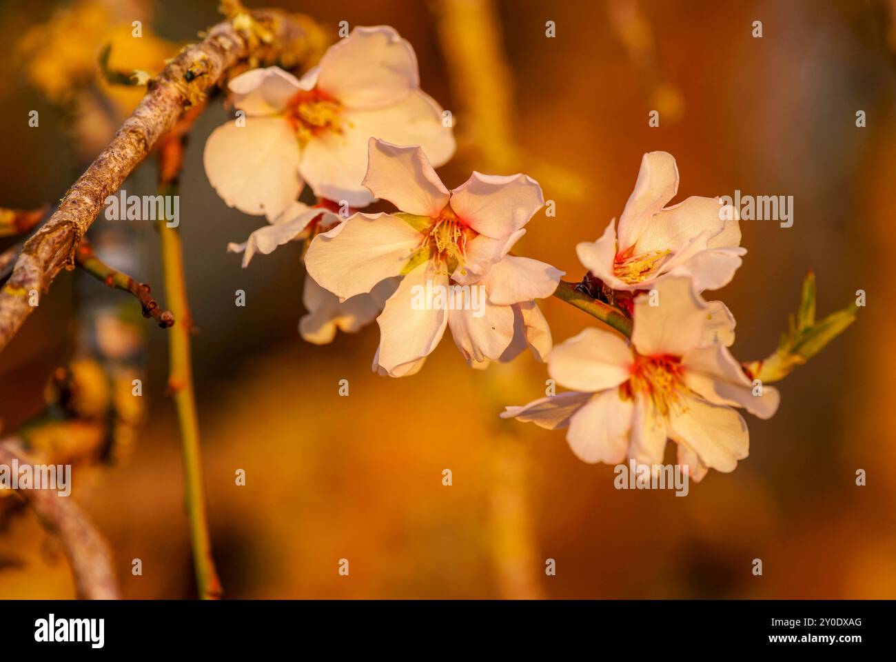 Almond trees in bloom. Albenya rustic farm. Randa. Mallorca. Balearic ...
