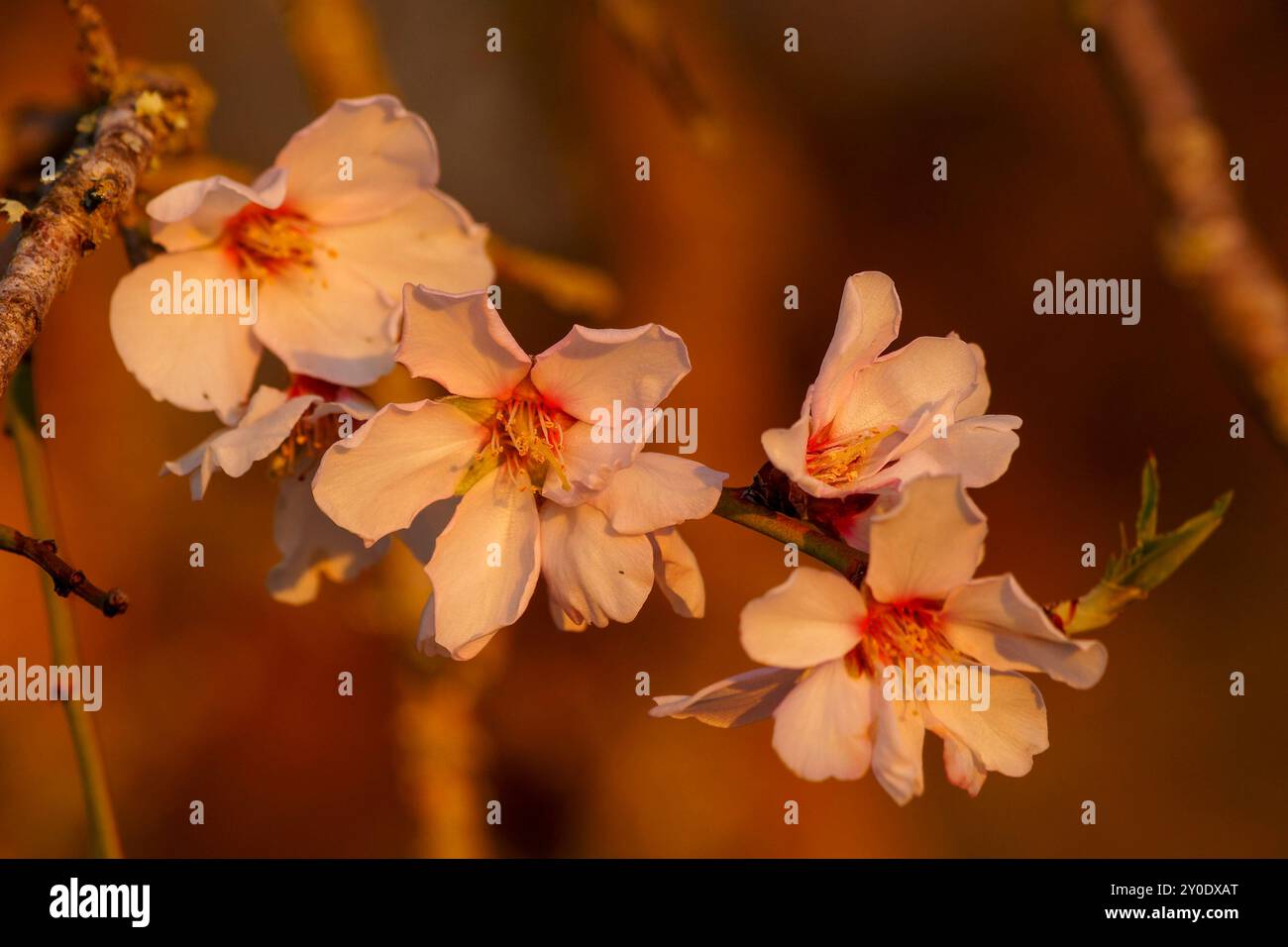 Almond trees in bloom. Albenya rustic farm. Randa. Mallorca. Balearic ...