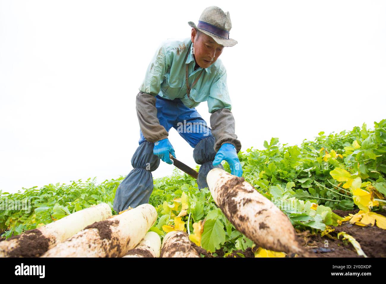 Farmer works in a Japanese radish field Stock Photo - Alamy