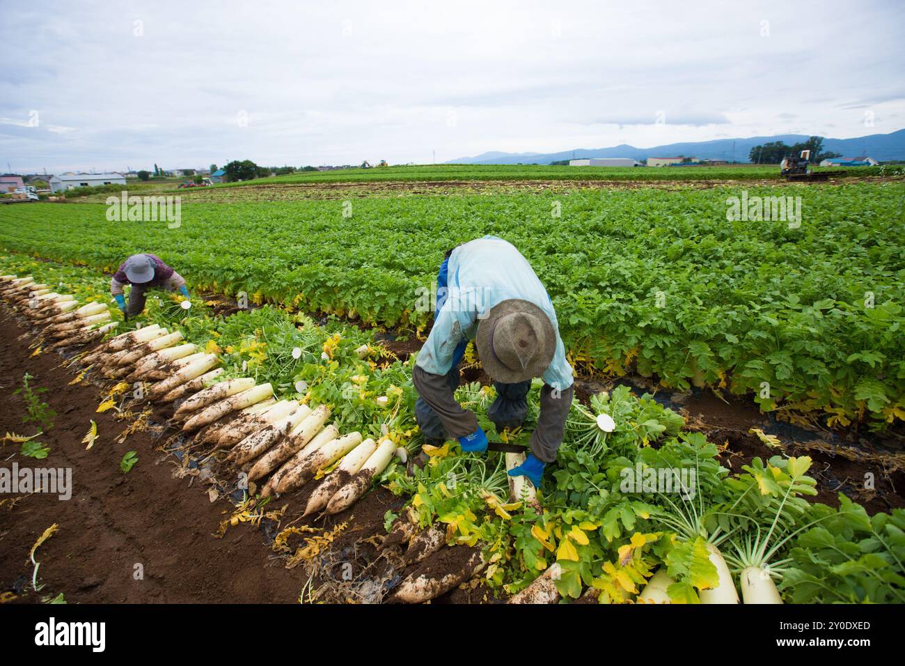 Farmer works in a Japanese radish field Stock Photo - Alamy