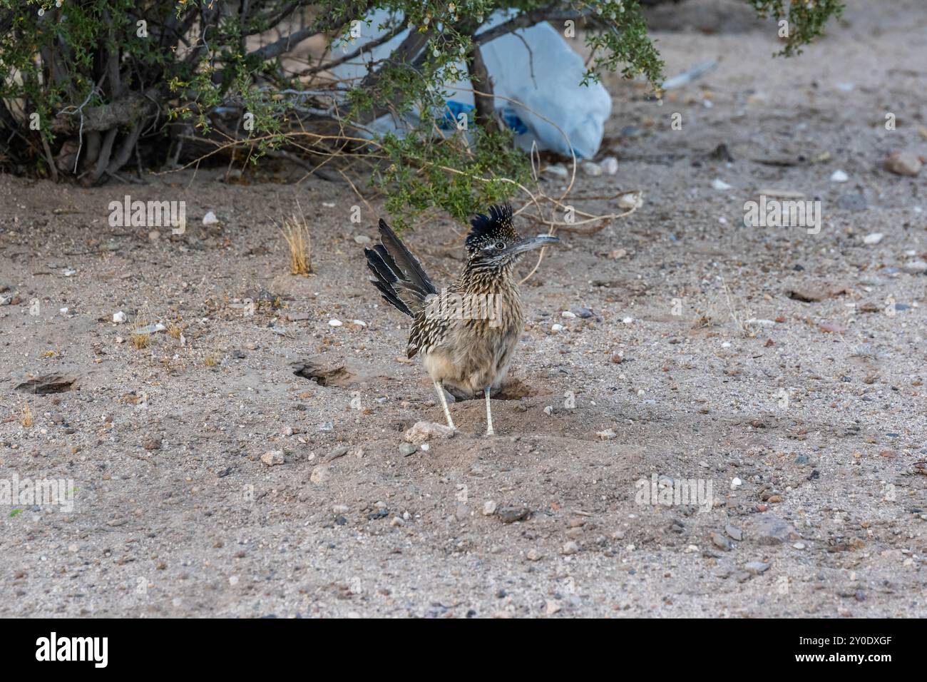 Roadrunner in tree hi-res stock photography and images - Alamy