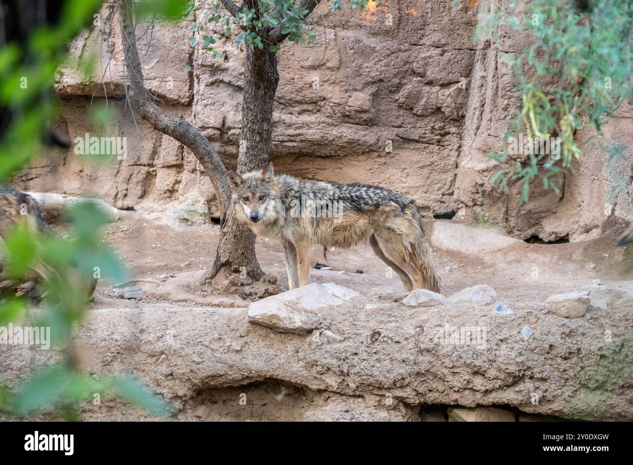 A Mexican Gray Wolf in Tucson, Arizona Stock Photo - Alamy
