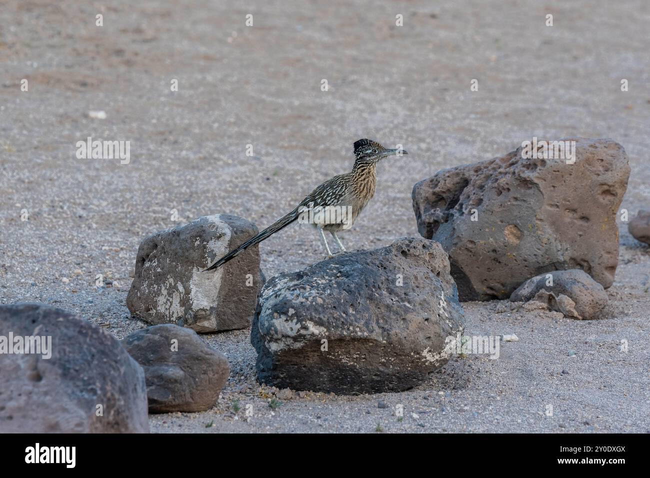 Roadrunner in tree hi-res stock photography and images - Alamy