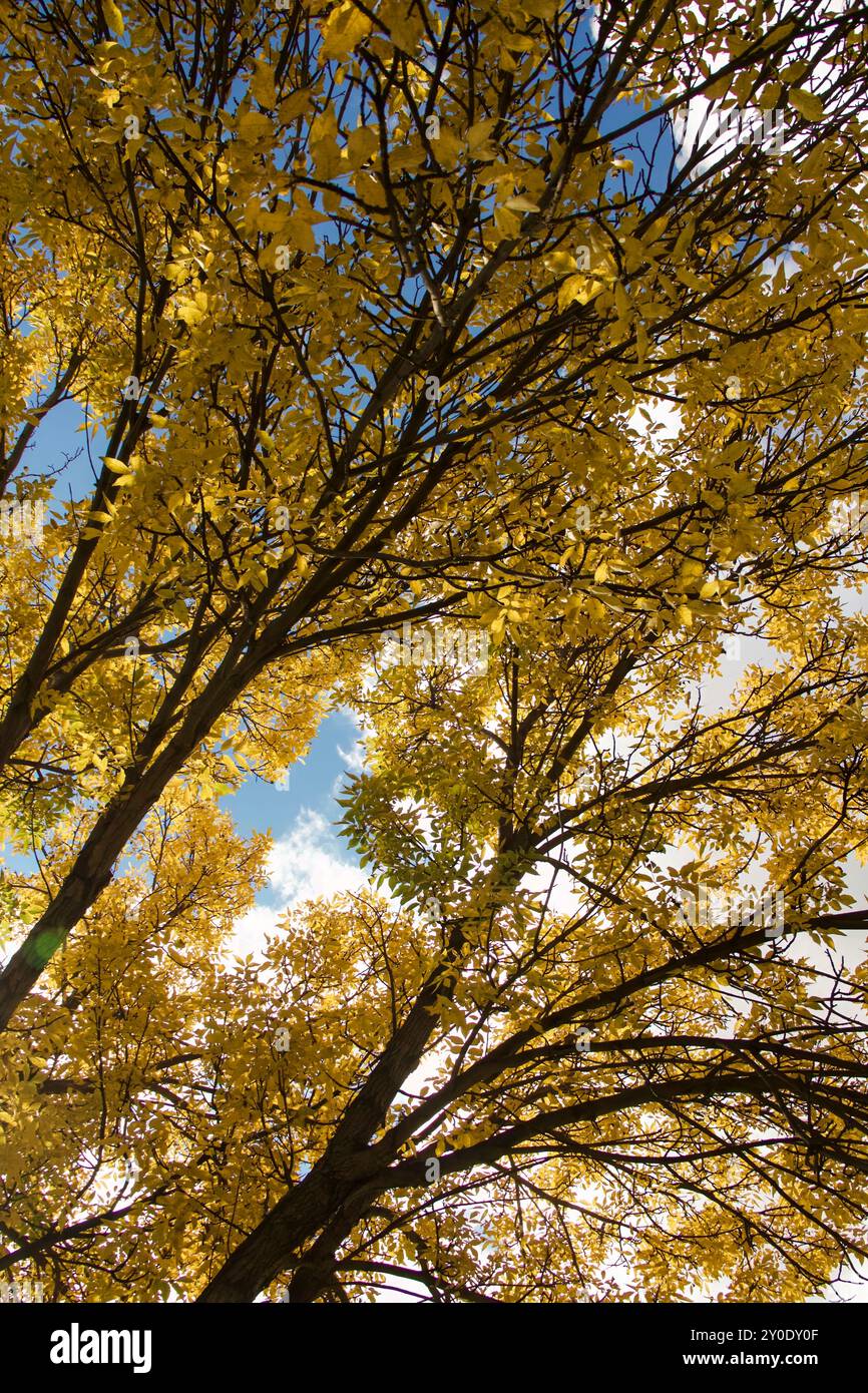 Rustle leaves on trees landscape hi-res stock photography and images ...