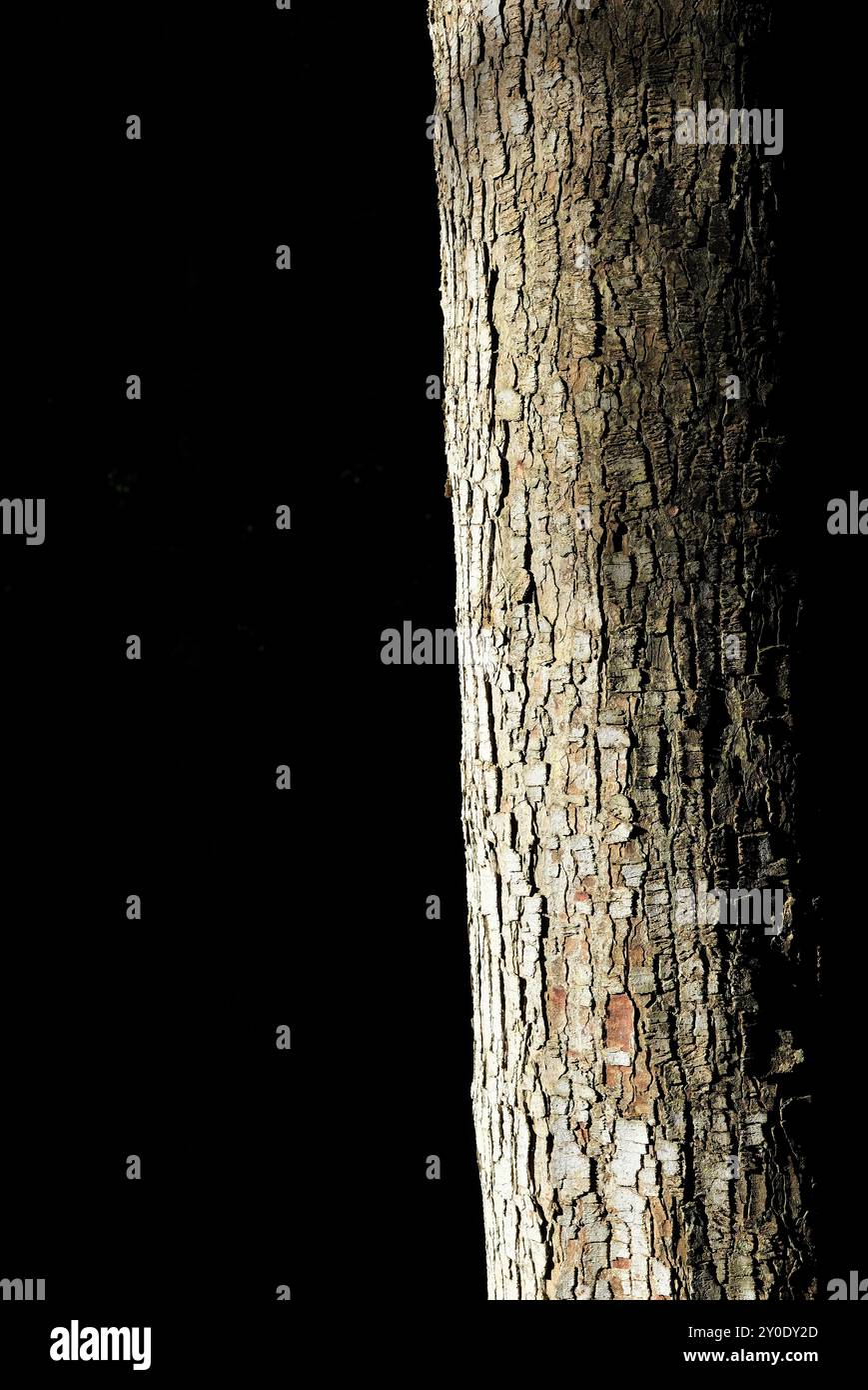 tree trunk bark on black background Stock Photo - Alamy