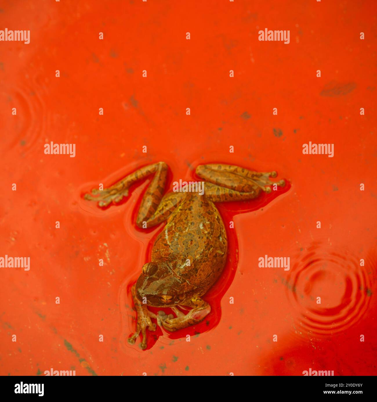 frog in the rain red soil Florida lake Stock Photo - Alamy