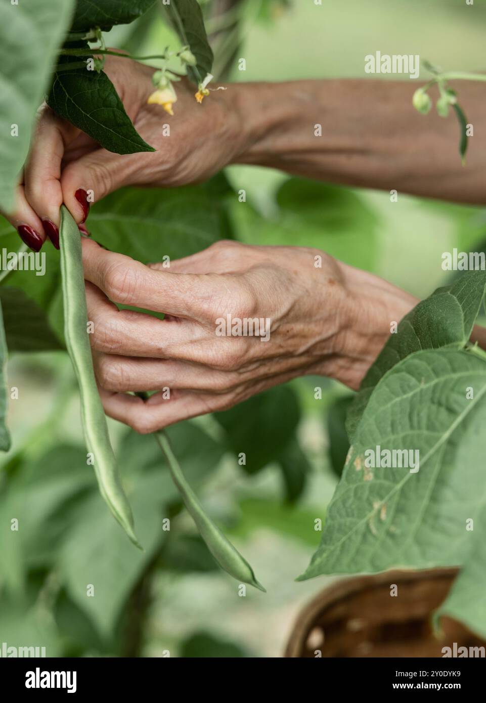 A detailed close-up of hands picking green beans from a plant ...