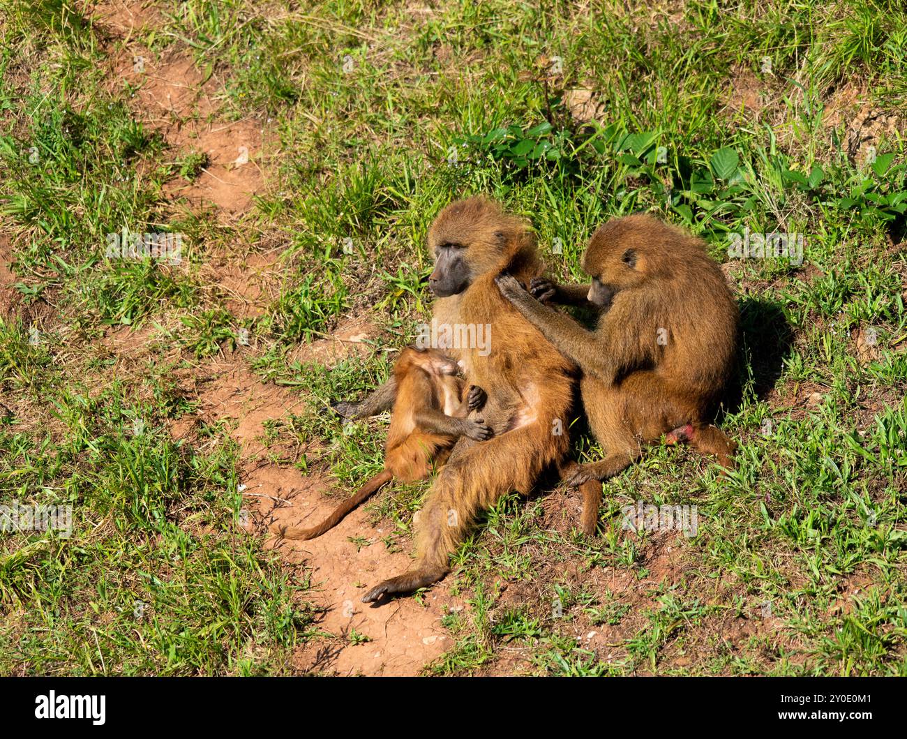 Papion hi-res stock photography and images - Alamy