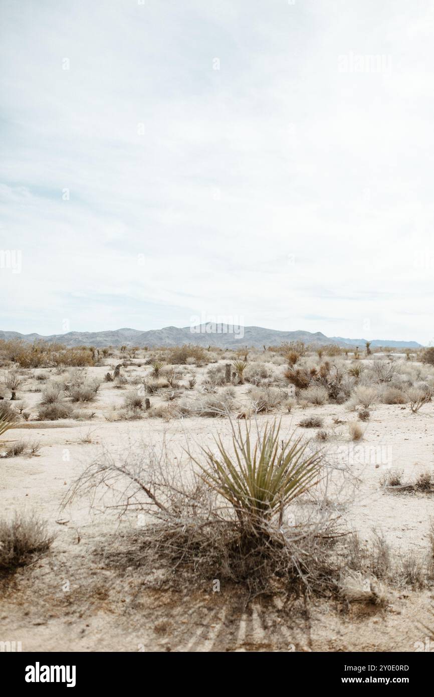 Expansive Desert Landscape with Sparse Vegetation Stock Photo - Alamy